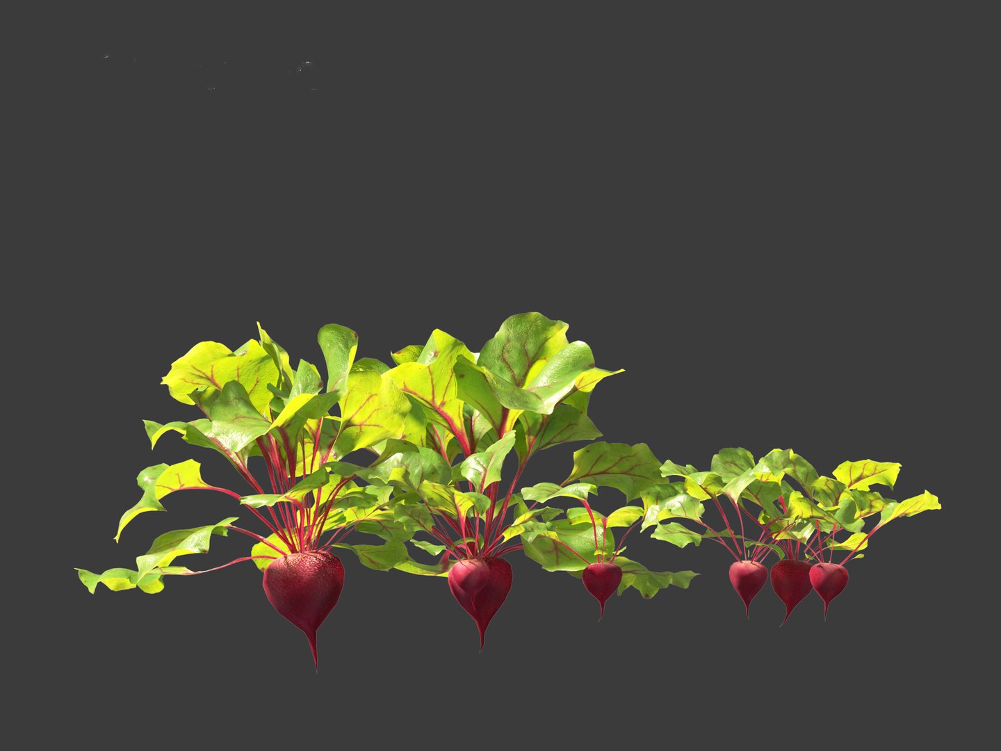 3D Beets - Beta Vulgaris - TurboSquid 2140607