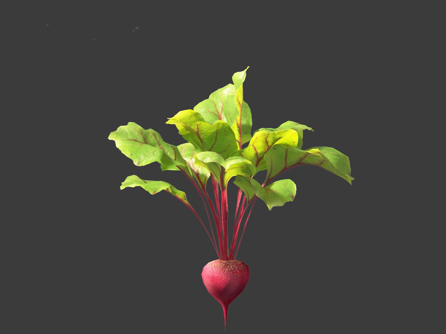 3D Beets - Beta Vulgaris - TurboSquid 2140607