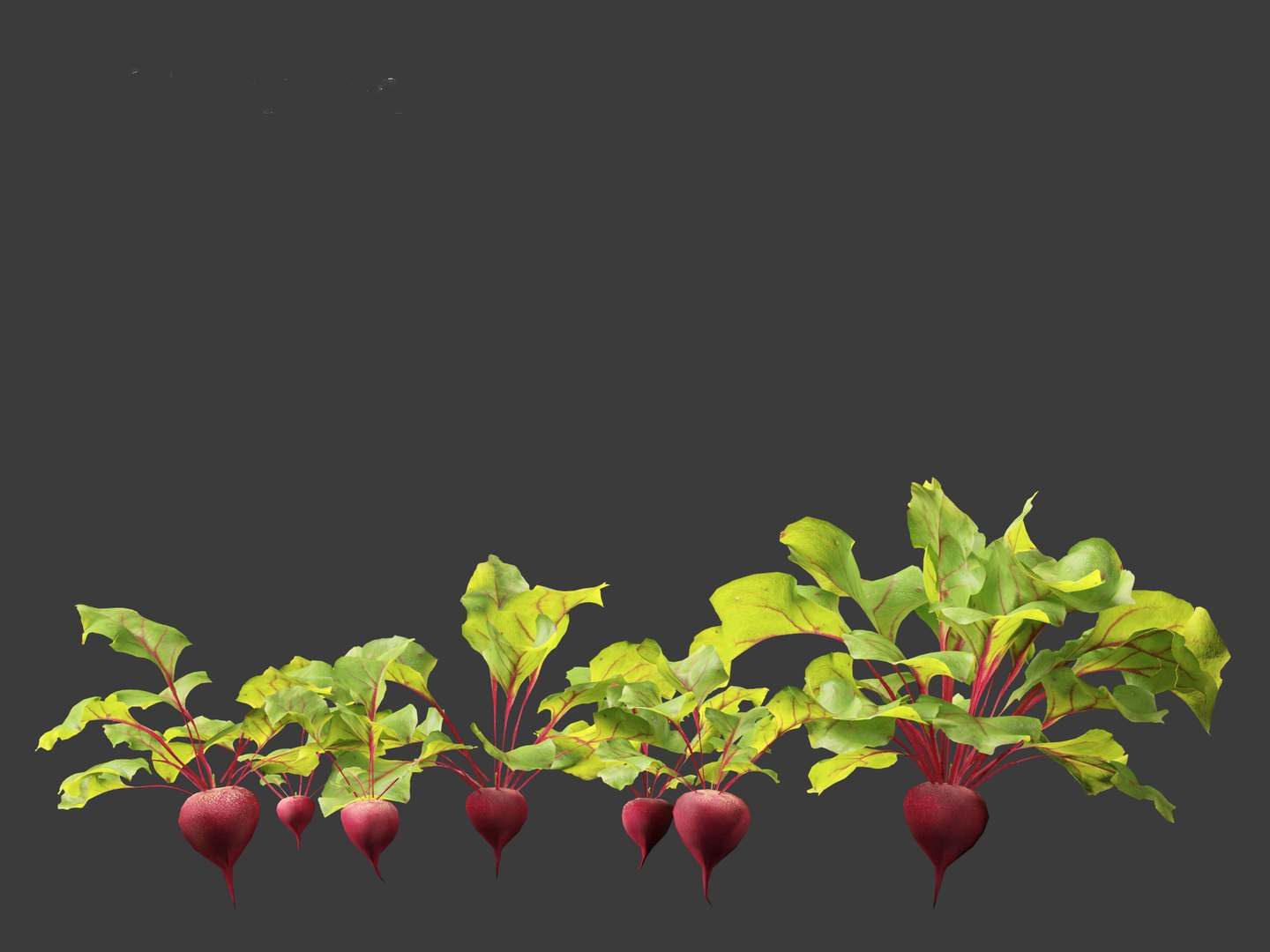 3D Beets - Beta Vulgaris - TurboSquid 2140607