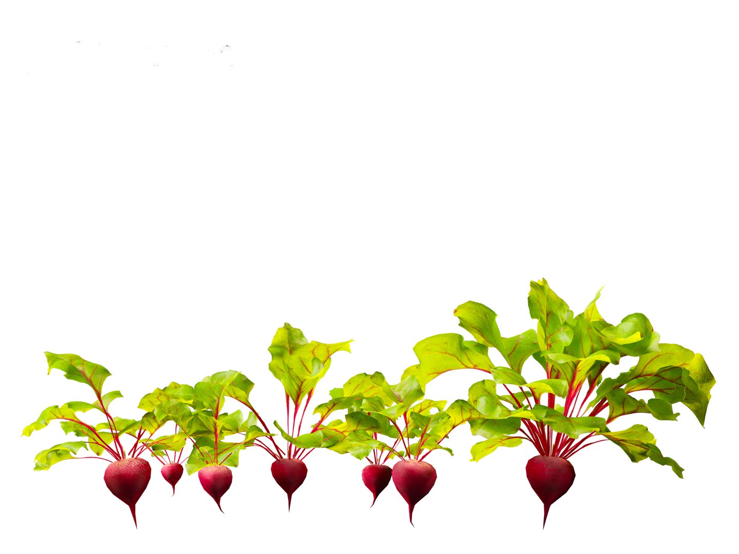3D Beets - Beta Vulgaris - TurboSquid 2140607
