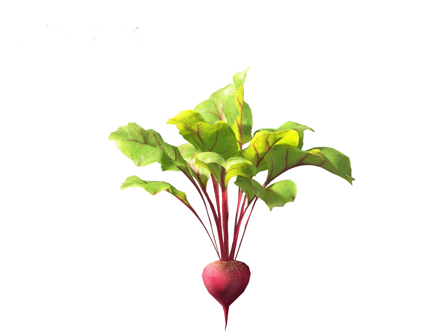 3D Beets - Beta Vulgaris - TurboSquid 2140607