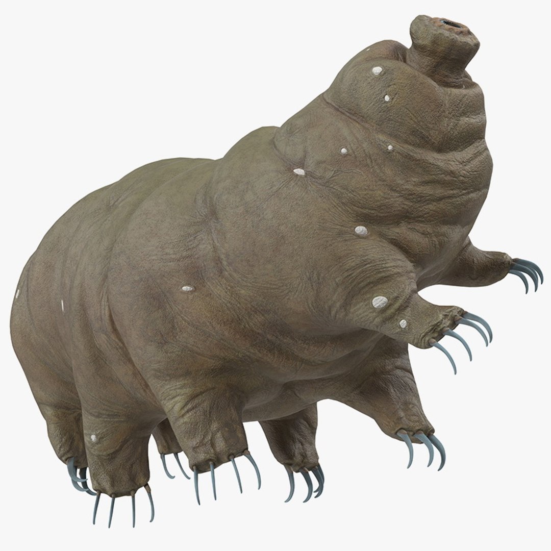 3D tardigrade rigged - TurboSquid 1479571