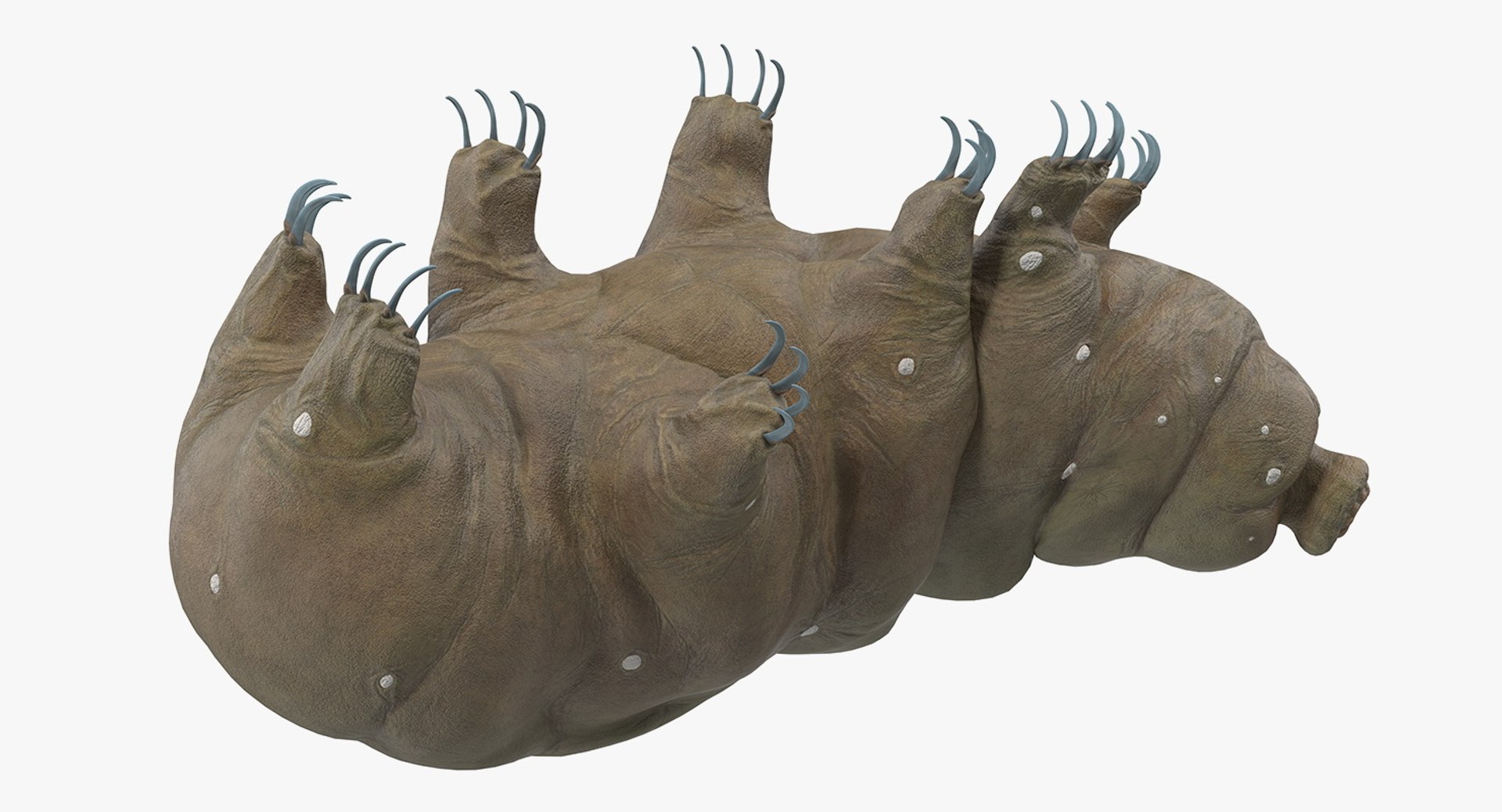 3D tardigrade rigged - TurboSquid 1479571