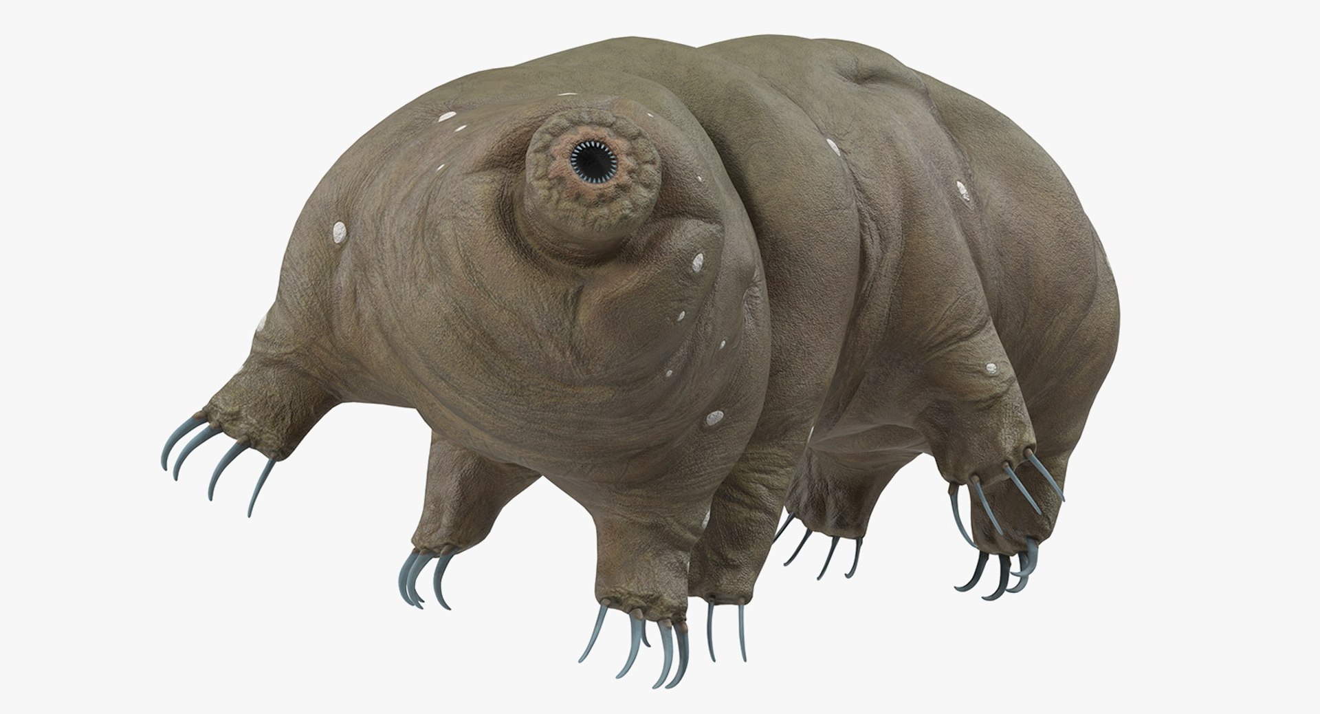 3D tardigrade rigged - TurboSquid 1479571
