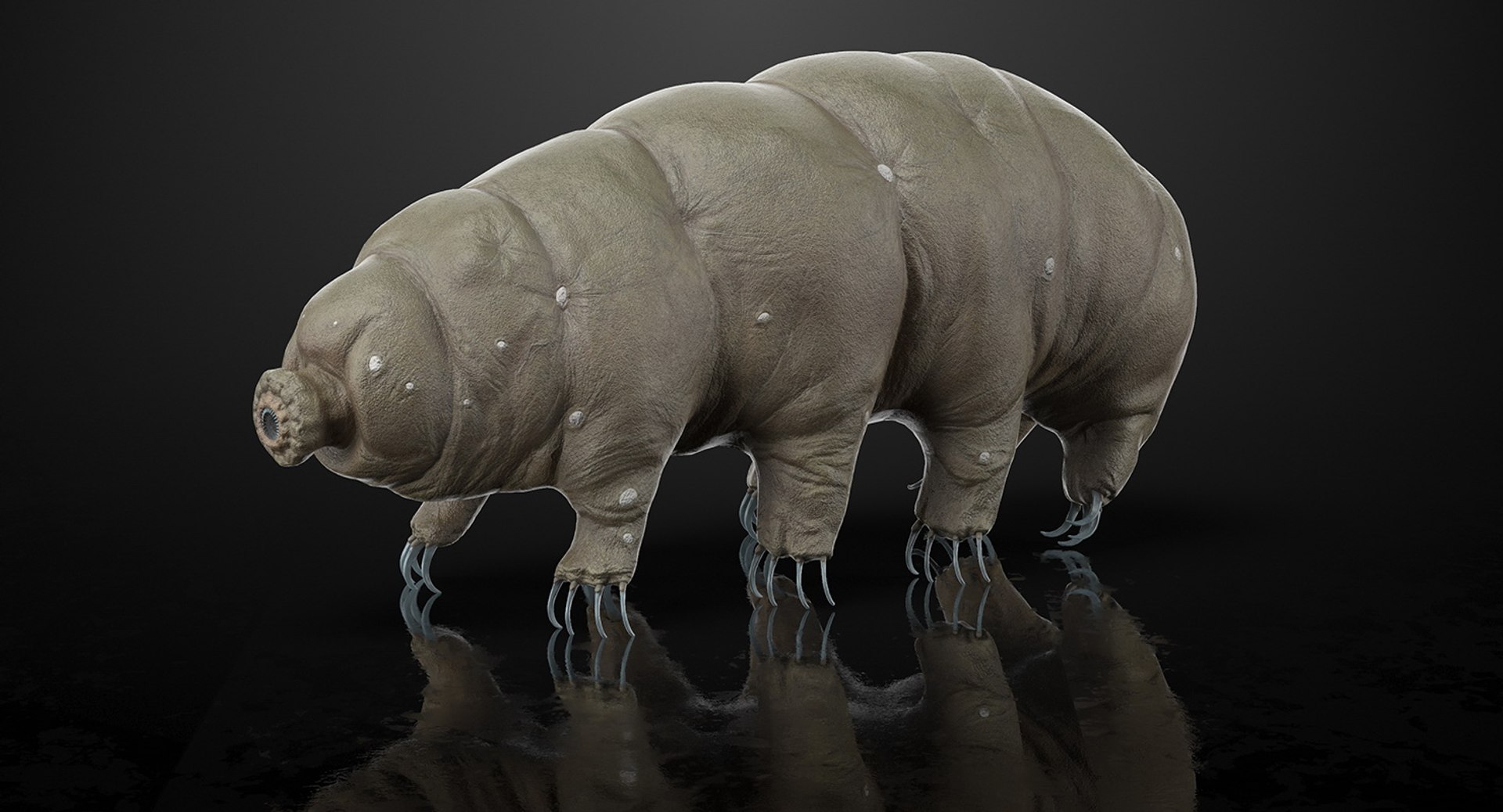 3D Tardigrade Rigged - TurboSquid 1479571