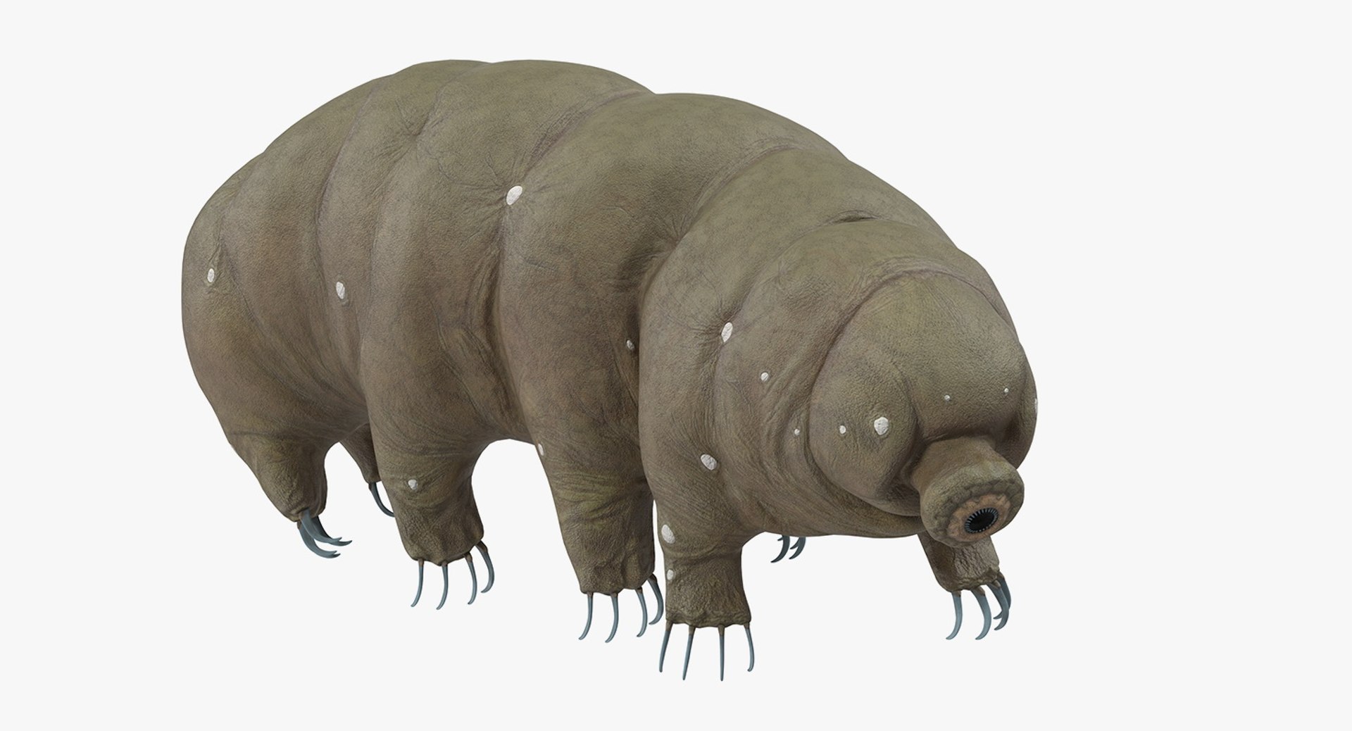 3D Tardigrade Rigged - TurboSquid 1479571