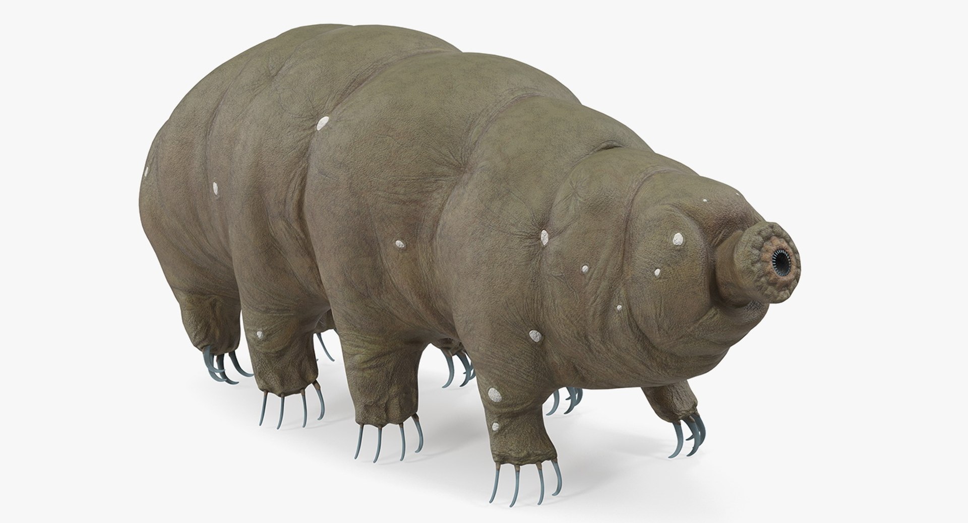 3D Tardigrade Rigged - TurboSquid 1479571
