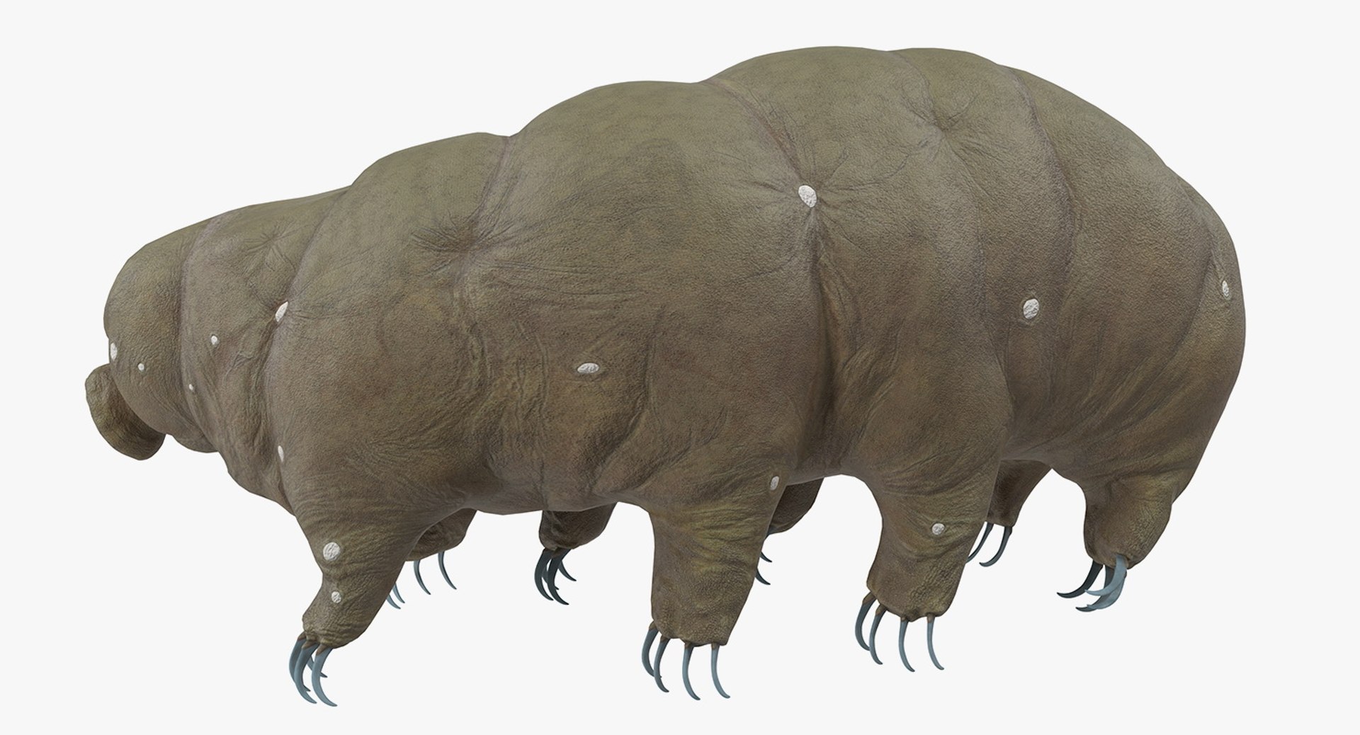 3D Tardigrade Rigged - TurboSquid 1479571