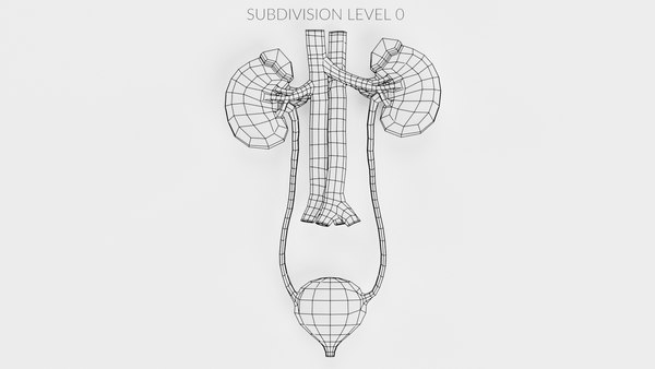Urinary System Realistic 3D model - TurboSquid 1714364