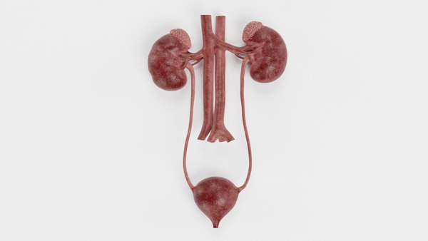 Urinary System Realistic 3D model - TurboSquid 1714364