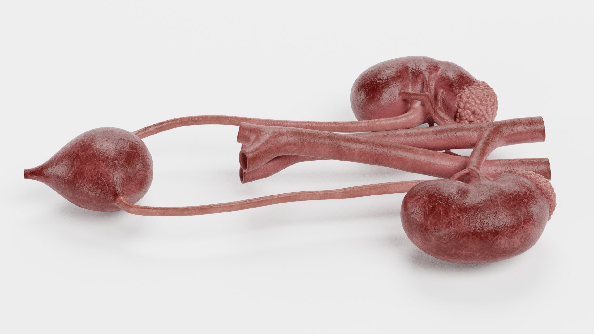 Urinary System Realistic 3D Model - TurboSquid 1714364
