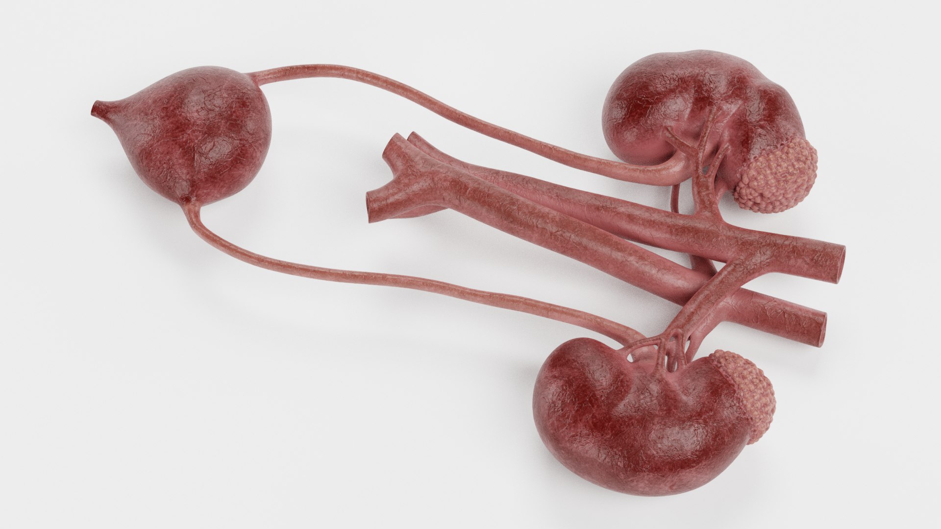 Urinary System Realistic 3D Model - TurboSquid 1714364