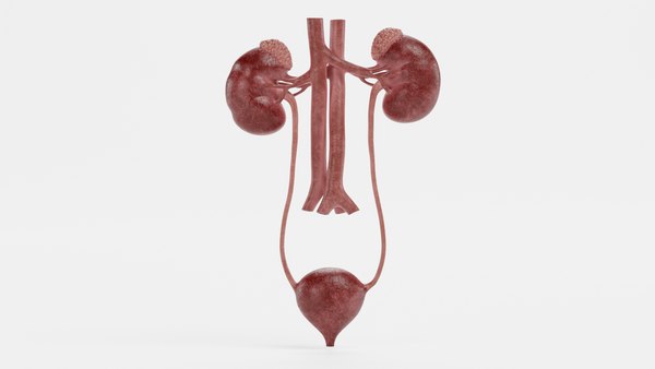Urinary System Realistic 3D model - TurboSquid 1714364