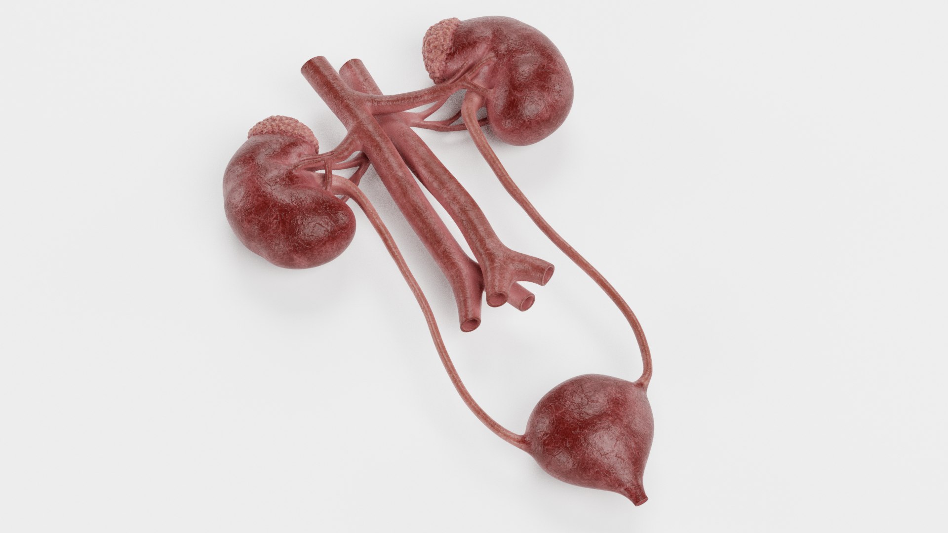 Urinary System Realistic 3D Model - TurboSquid 1714364