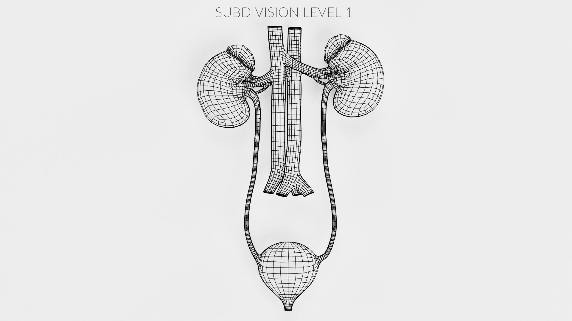 Urinary System Realistic 3D Model - TurboSquid 1714364