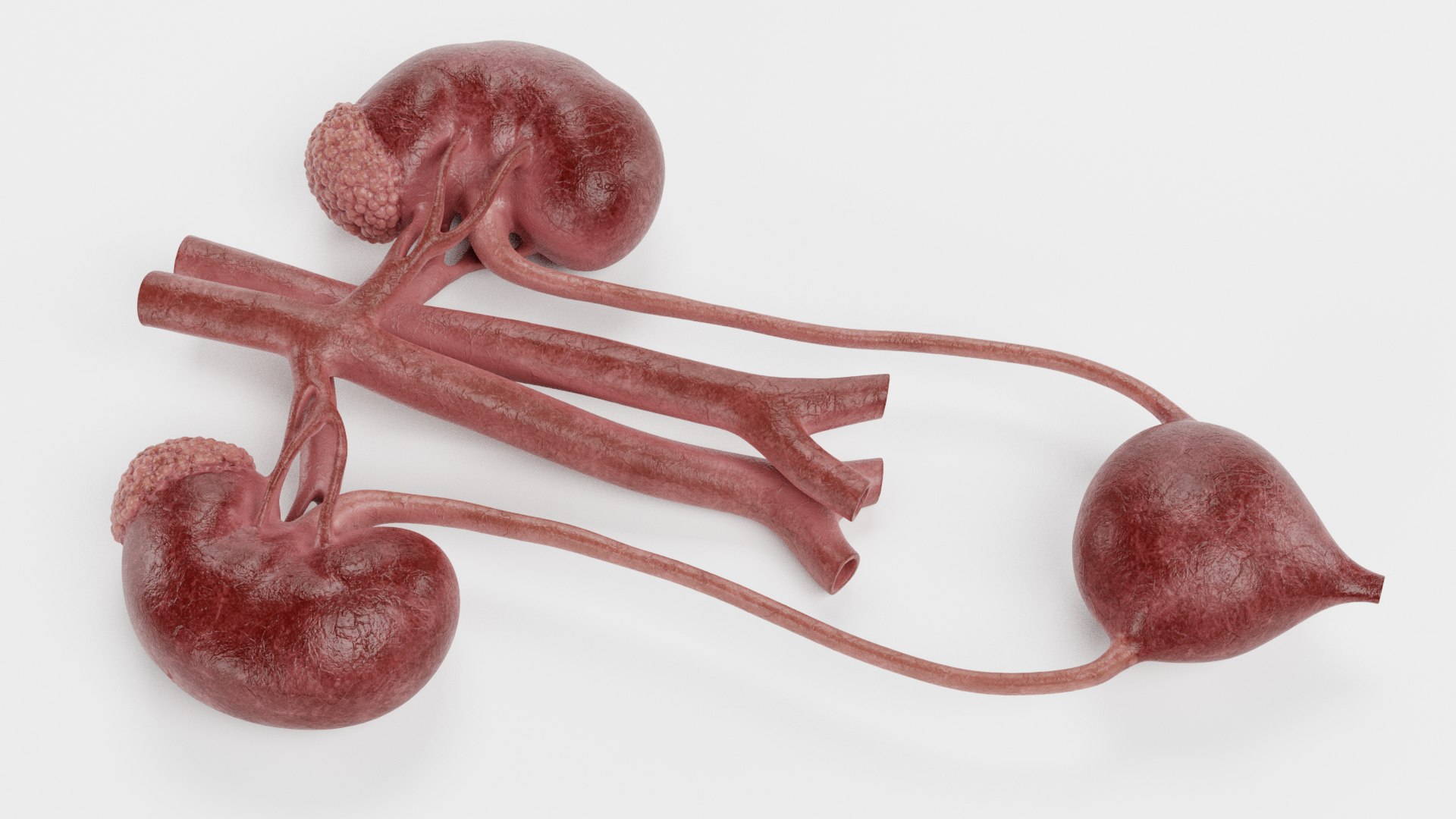 Urinary System Realistic 3D Model - TurboSquid 1714364