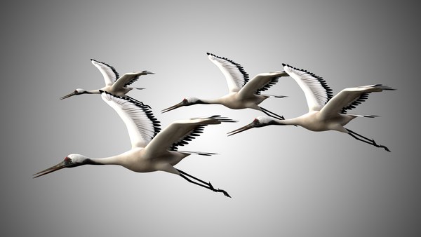 3D rigged realistic - TurboSquid 1591853