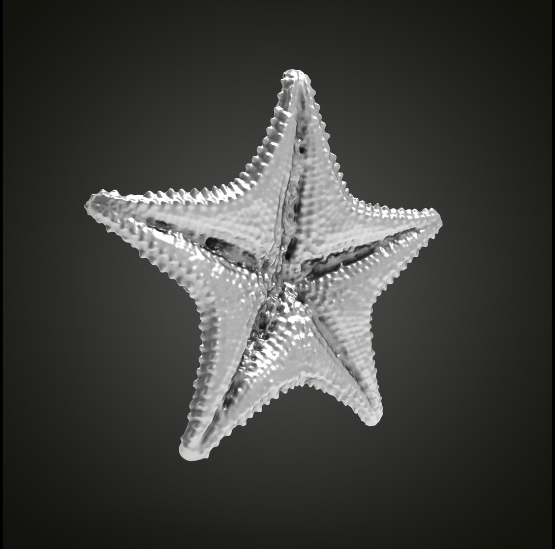 3D Starfish Model - TurboSquid 1877434