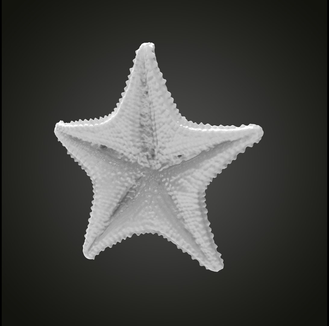 3D Starfish Model - TurboSquid 1877434