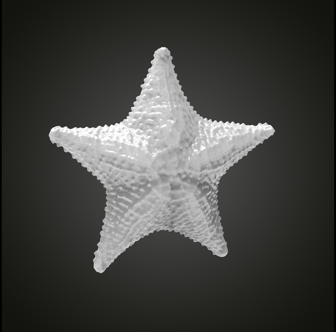 3D Starfish Model - TurboSquid 1877434
