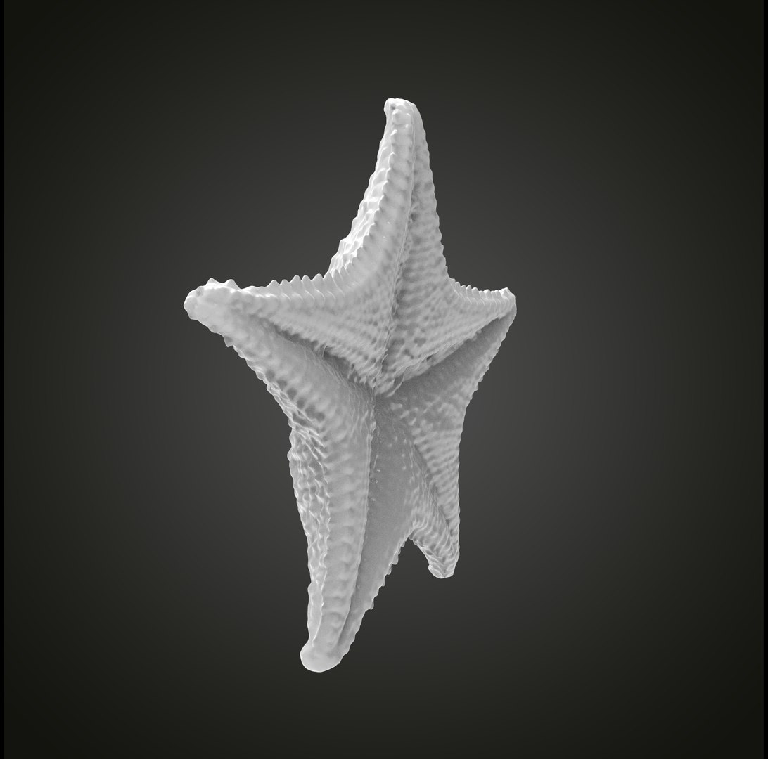 3D Starfish Model - TurboSquid 1877434