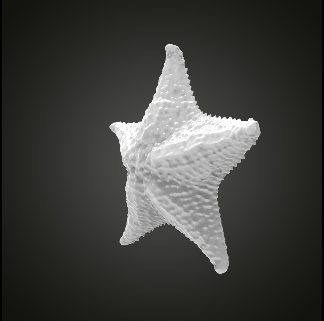 3D Starfish Model - TurboSquid 1877434