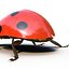 Ladybug Rigged Max