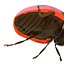 Ladybug Rigged Max