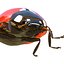 Ladybug Rigged Max