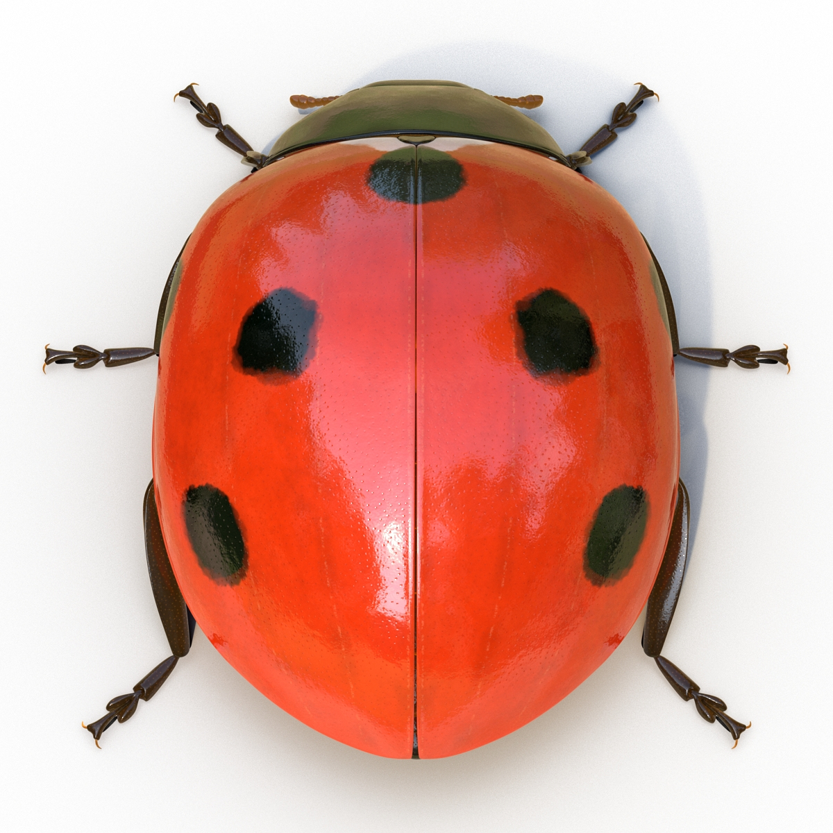 ladybug rigged max
