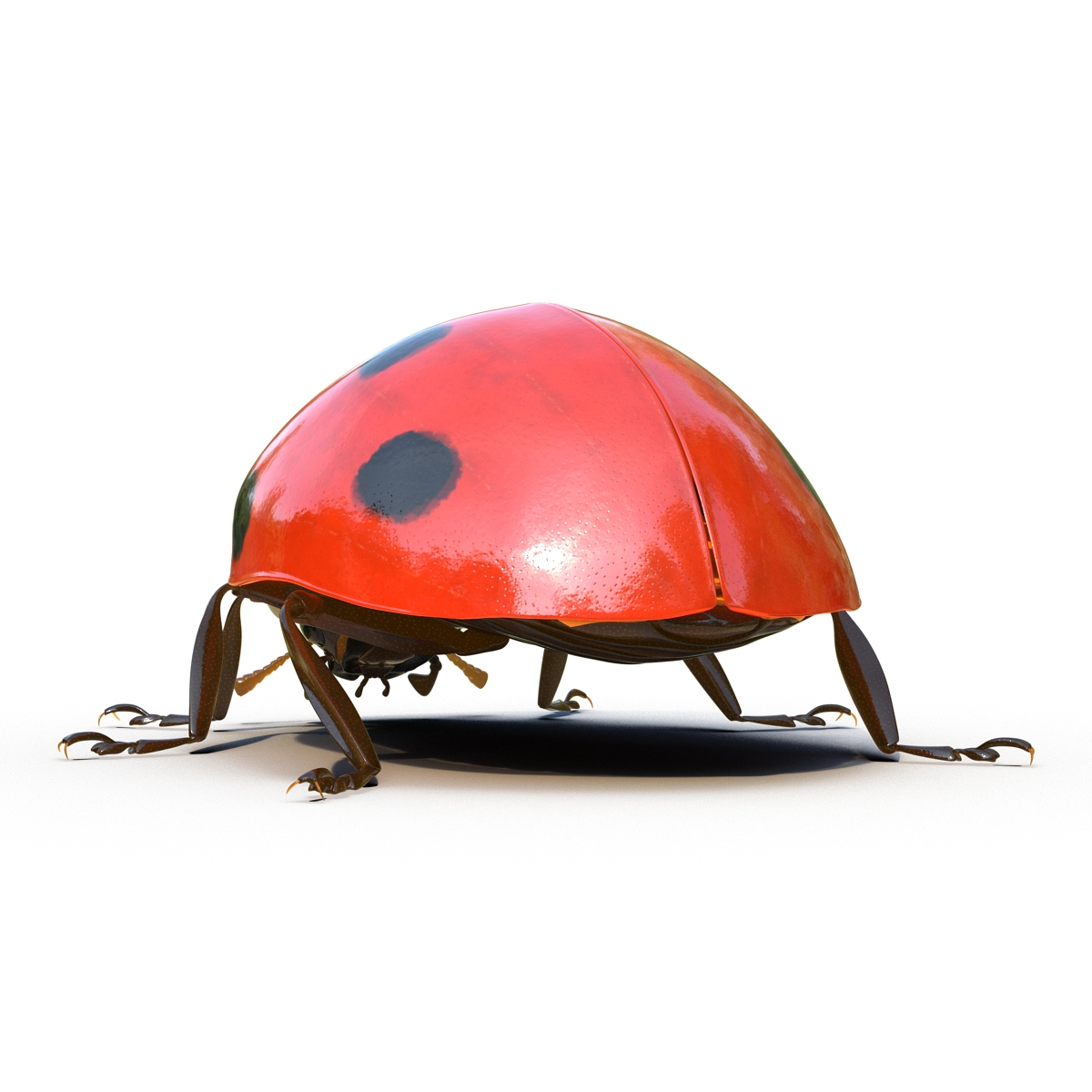 ladybug rigged max