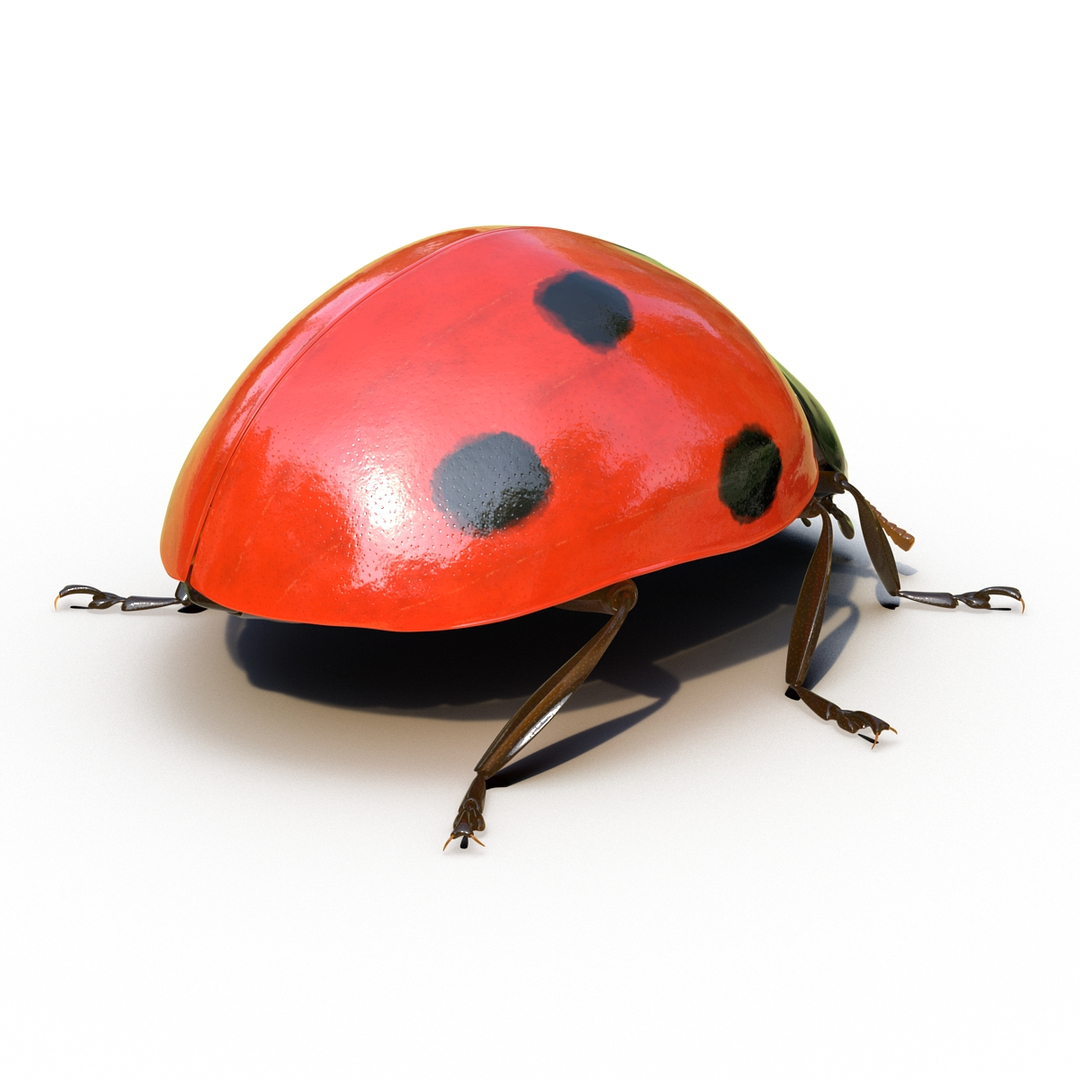 ladybug rigged max