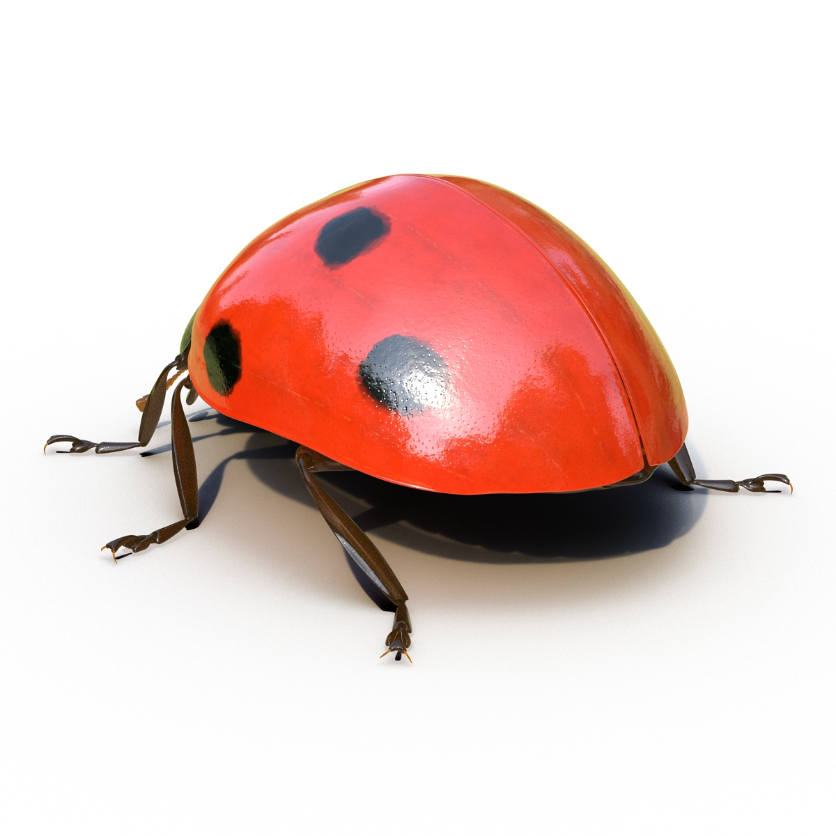 ladybug rigged max