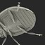 Ladybug Rigged Max