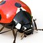 Ladybug Rigged Max