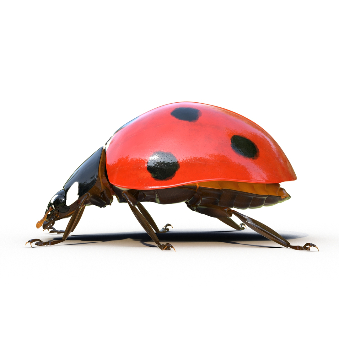 ladybug rigged max