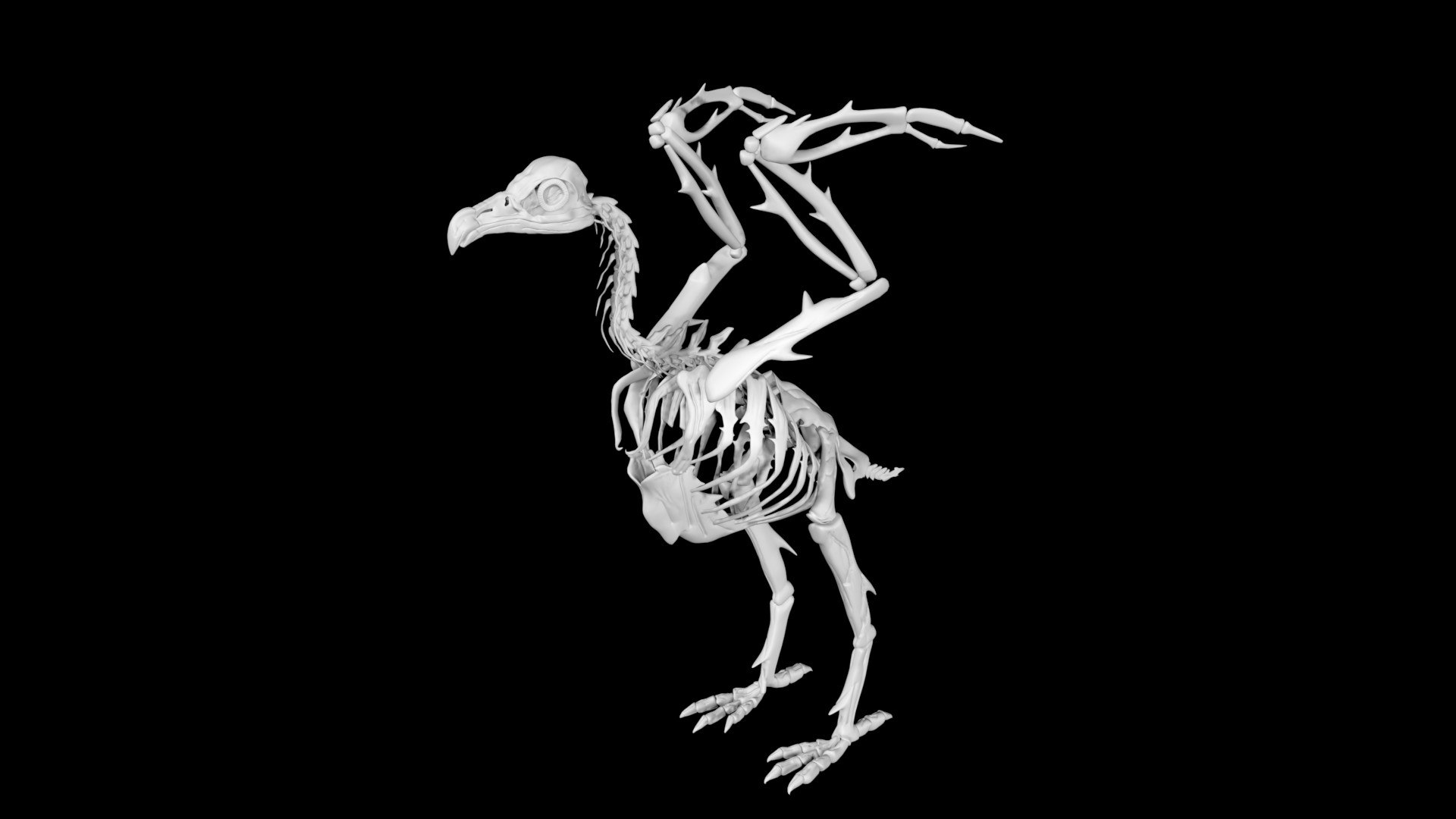 Vulture Skeleton 3D - TurboSquid 1890602