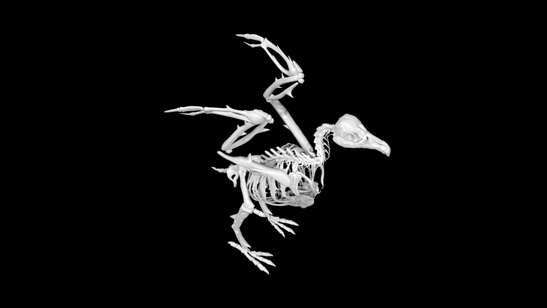 Vulture Skeleton 3D - TurboSquid 1890602