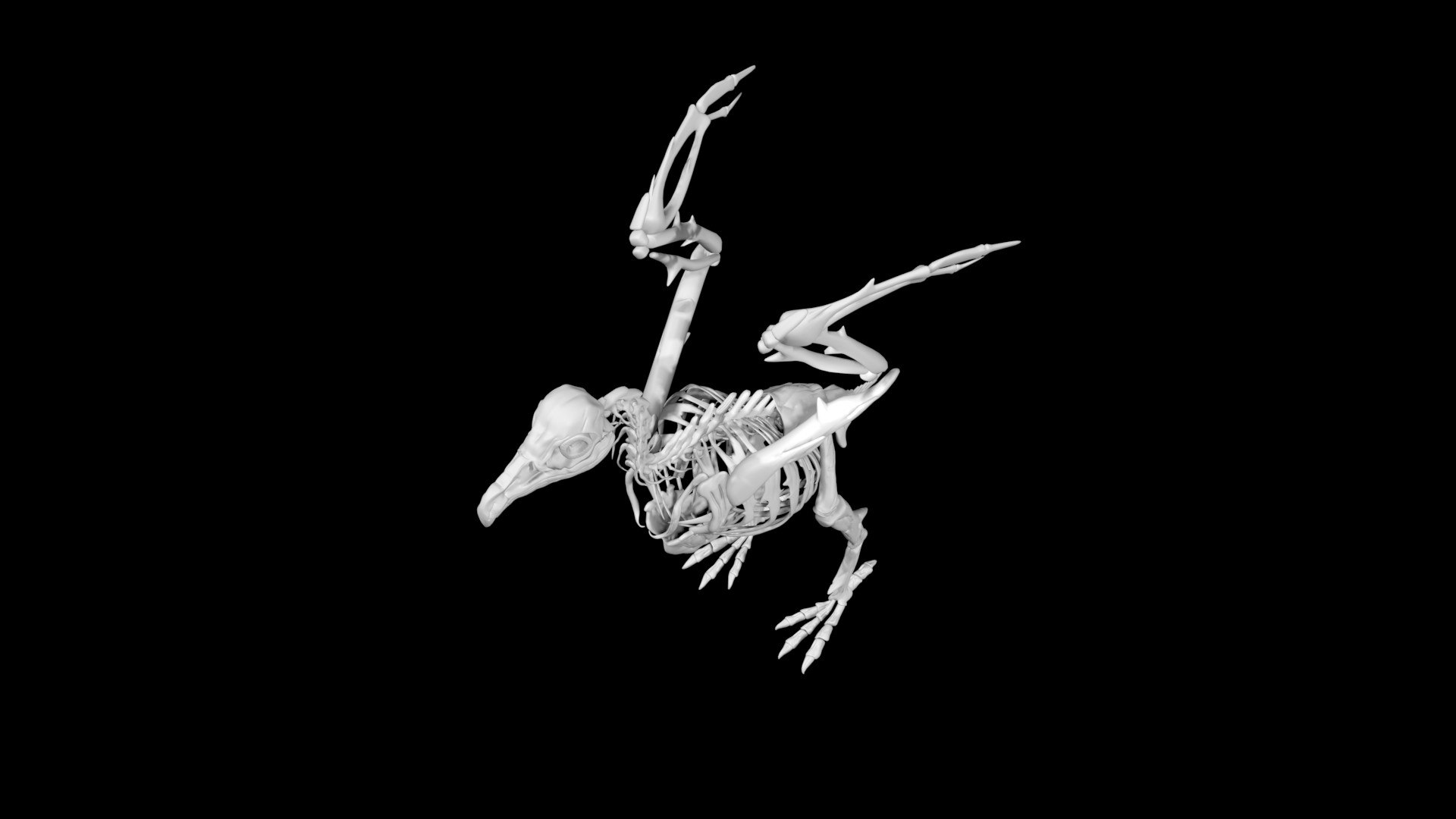 Vulture Skeleton 3D - TurboSquid 1890602