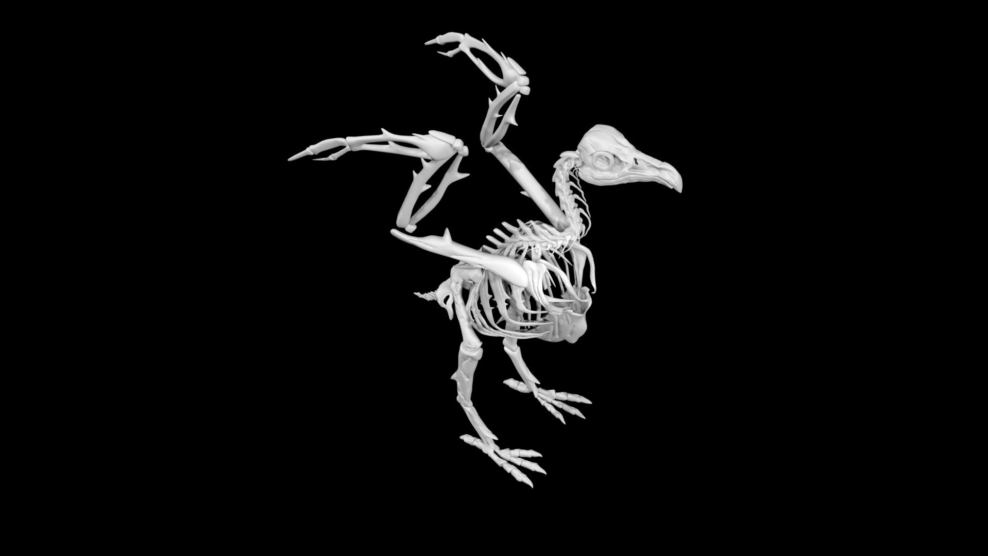 Vulture Skeleton 3D - TurboSquid 1890602