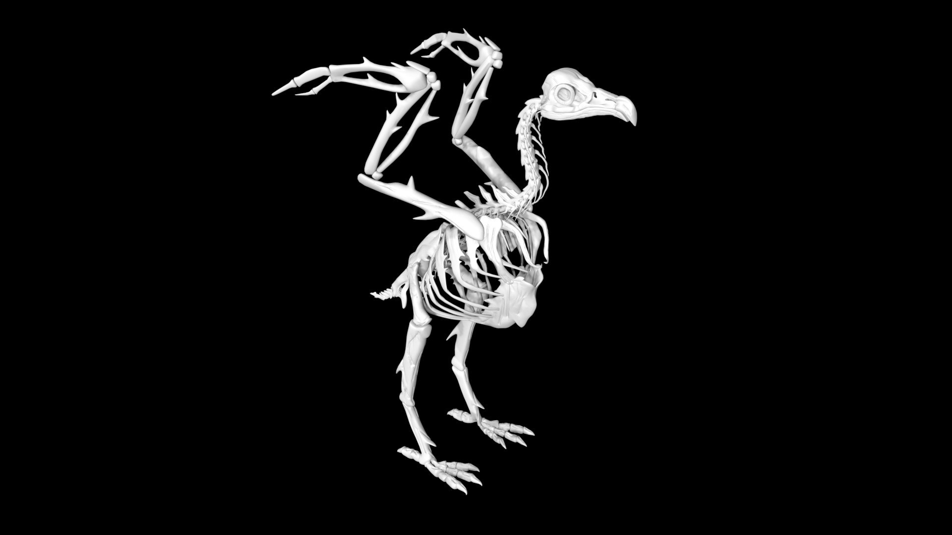 Vulture Skeleton 3D - TurboSquid 1890602