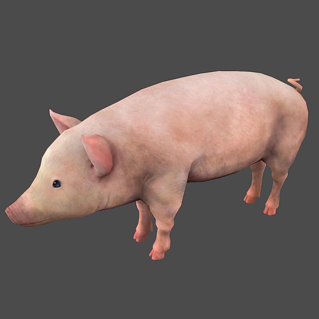3d Pig Model