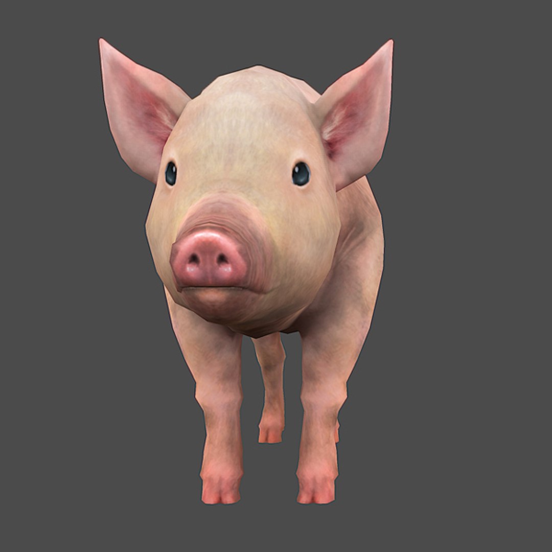3d Pig Model