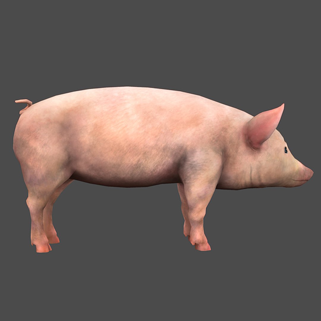 3d Pig Model
