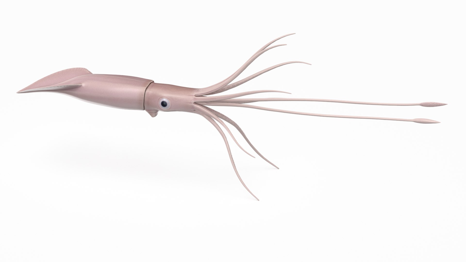 Giant squid 3D model - TurboSquid 1435657
