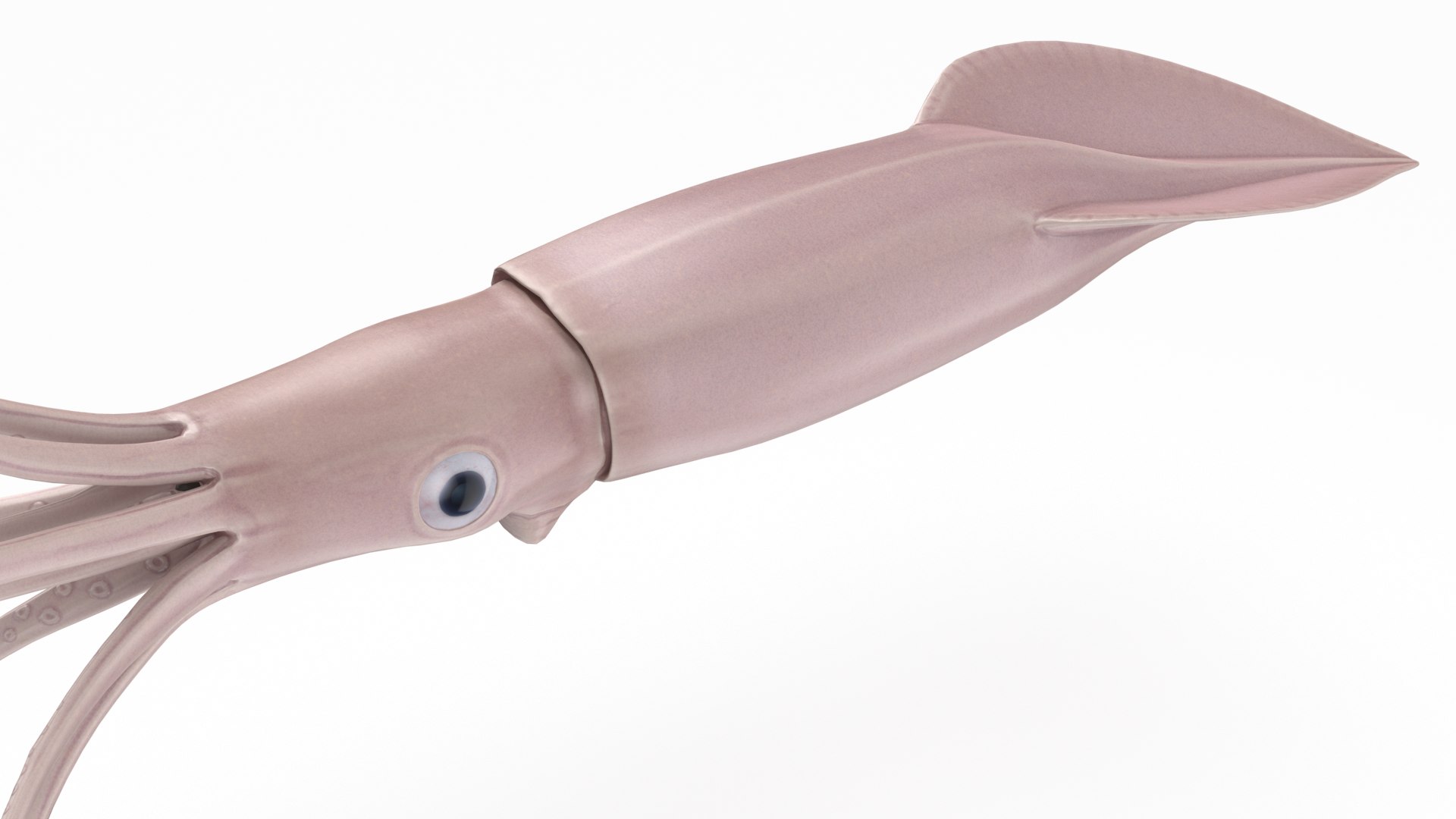 Giant squid 3D model - TurboSquid 1435657