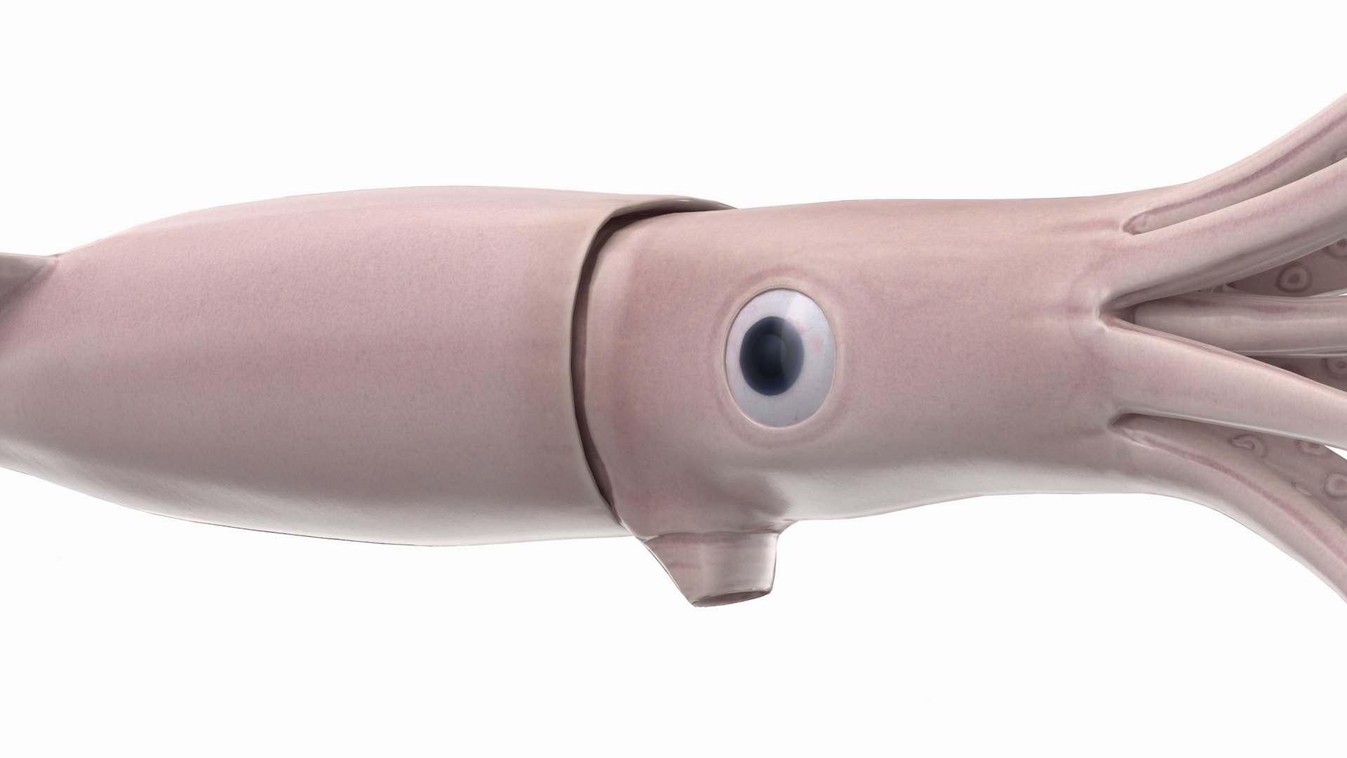 Giant squid 3D model - TurboSquid 1435657