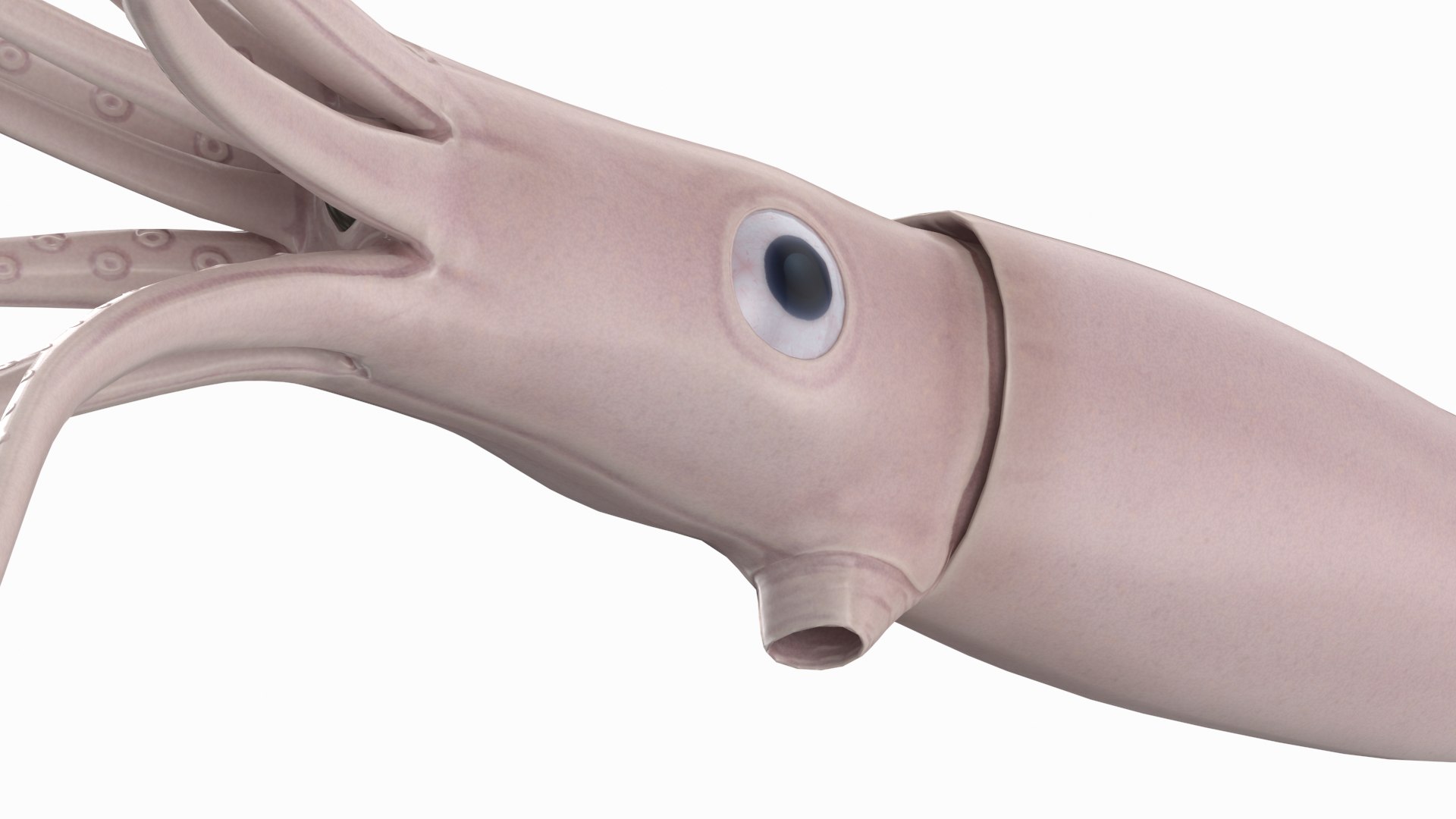 Giant squid 3D model - TurboSquid 1435657