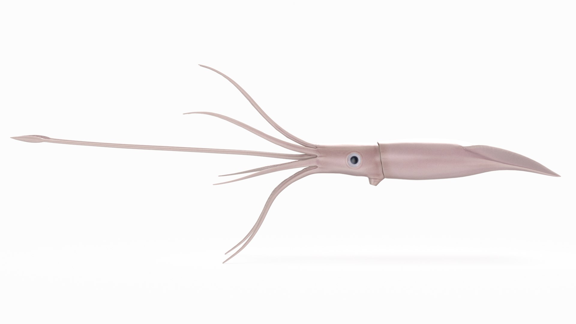 Giant squid 3D model - TurboSquid 1435657