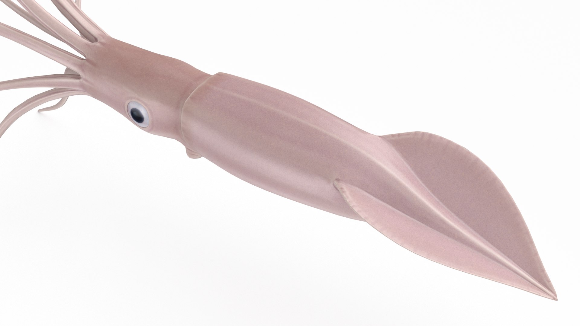 Giant squid 3D model - TurboSquid 1435657